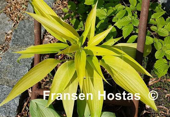 Hosta Chris' A lalalala long - Fransen Hostas Hosta Chris' A lalalala long - Fransen Hostas